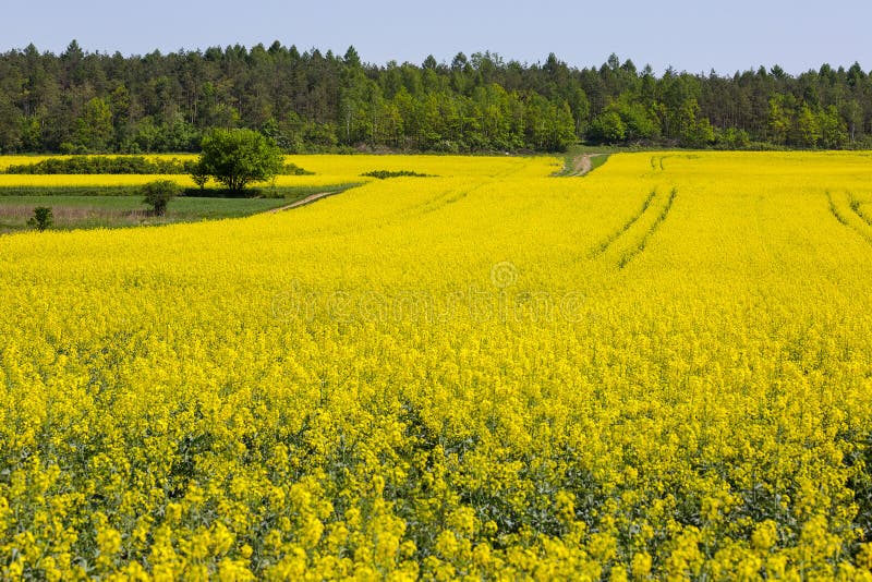 Field of Blooming Canola, Rapeseed Yellow Flowers Stock Image - Image ...