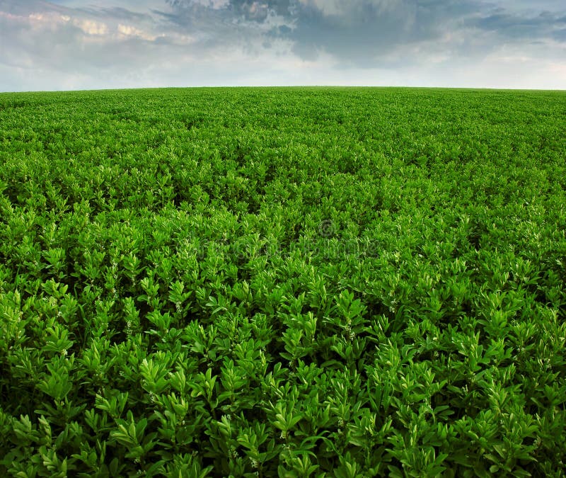 Field of Blooming Vicia Faba Bean Stock Photo - Image of natural, blue ...