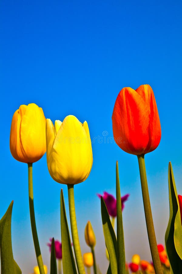 Tulips in Sunshine stock photo. Image of sunbeam, flowers - 16301996
