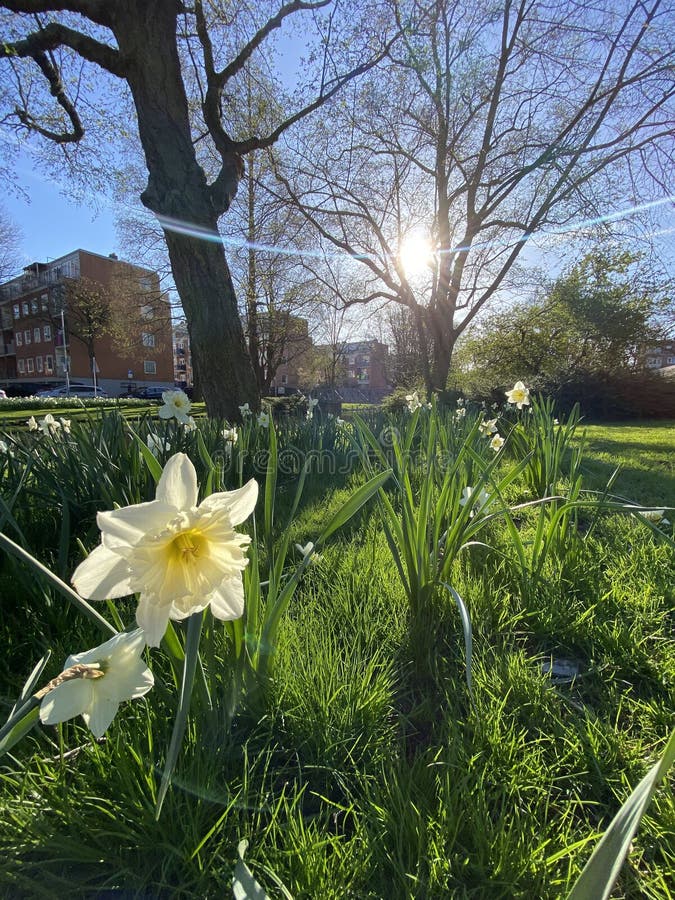 Field of Blooming Daffodils in Spring Stock Photo - Image of happiness ...