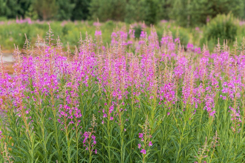 Blooming fireweed stock photo. Image of harmony, flower - 55973366