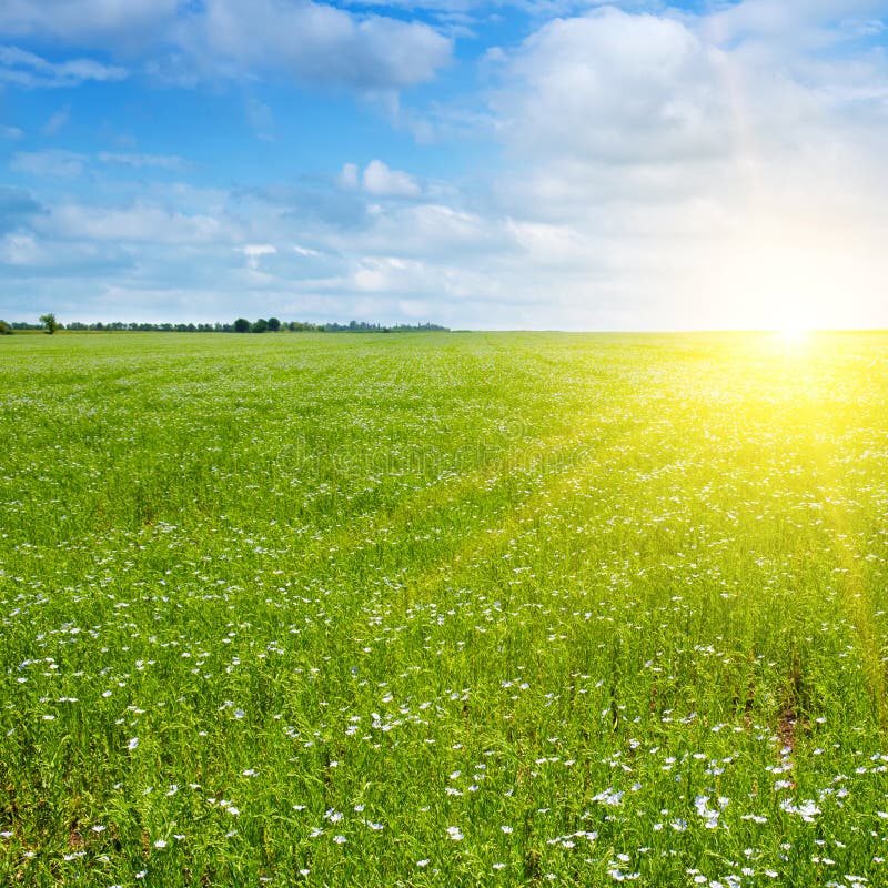 A Field with Blooming Flax and a Bright Sunrise Stock Image - Image of ...