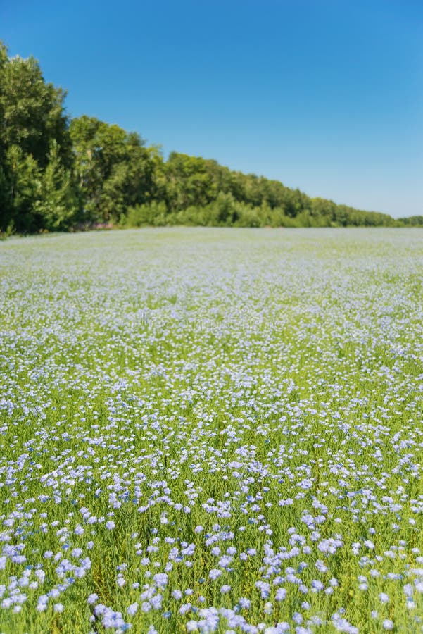Field of blooming flax stock image. Image of botany, healthcare - 80976003