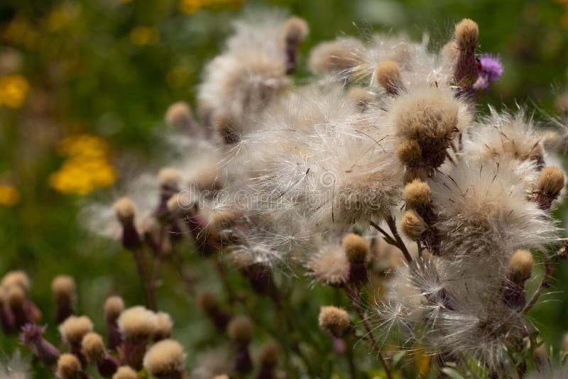 Field with Blooming Flowers in the Summer in Ukraine in the Sun Stock ...