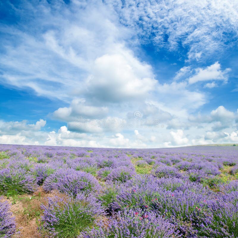 A Field of Blooming Lavender and Sky Stock Photo - Image of field ...