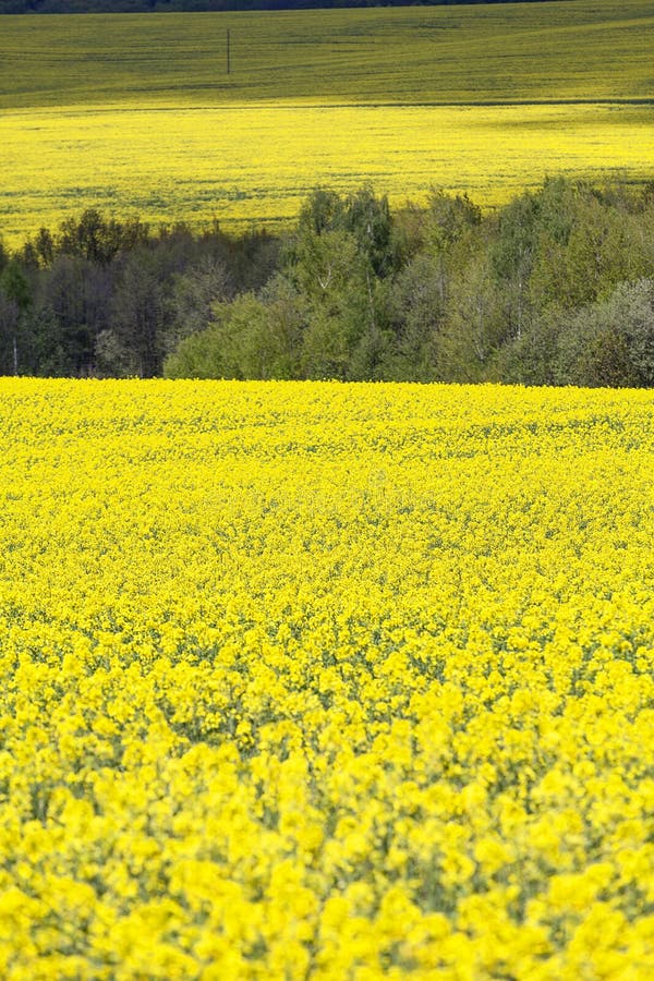 Field of Blooming Rape, Rapeseed Yellow Flowers, Canola . Stock Image ...