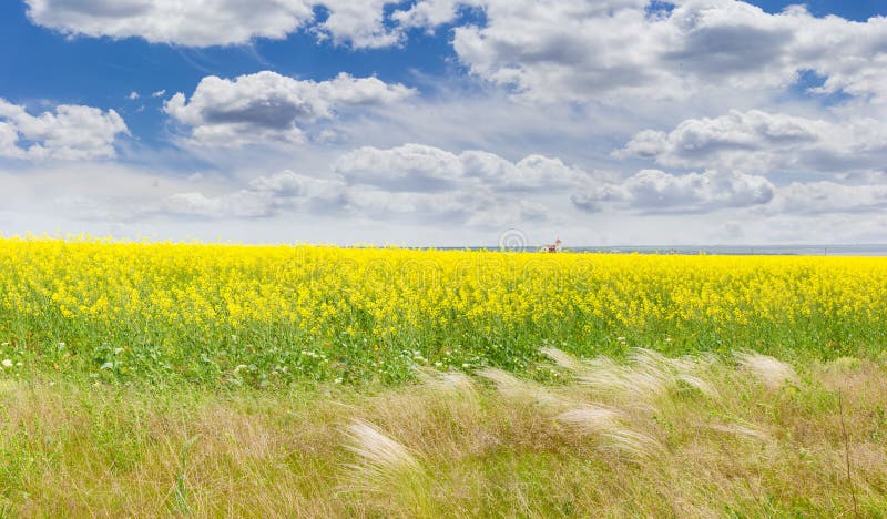 Field of the Blooming Rapeseed with Feather Grass in Foreground Stock ...