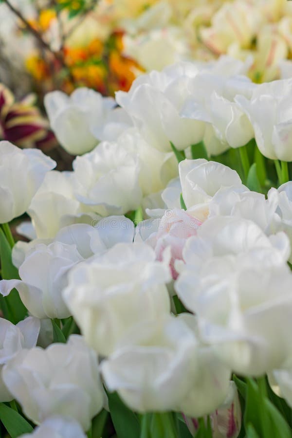 Field of Blooming Spring White Tulips in he Garden Stock Image - Image ...