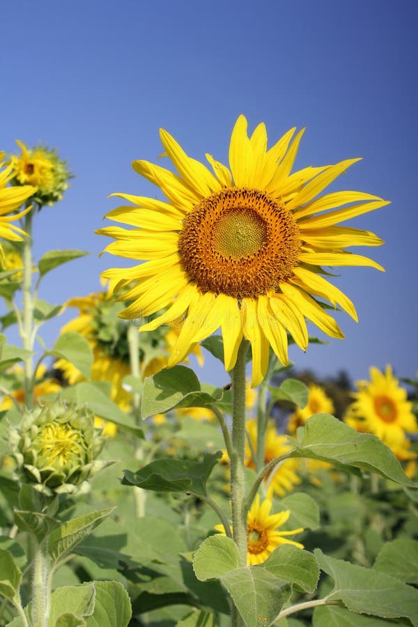 Sunflower Field - Kenosha, Wisconsin Stock Photo - Image of wisconsin ...