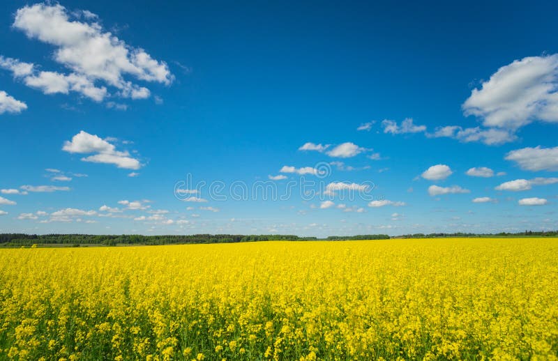 Field of blooming rapeseed stock image. Image of country - 270135743