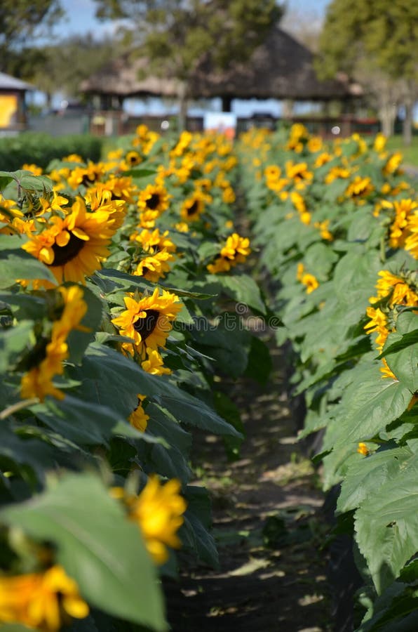 Field of blooms stock image. Image of blooms, leaf, crop - 272731413