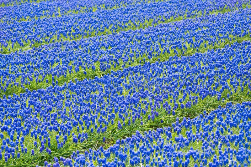 A Field of Blue Common Grape Hyacinths Stock Image - Image of bell ...