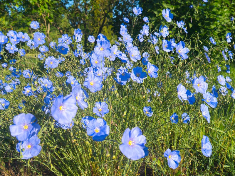 Field with Blue Flax Flowers. Stock Photo - Image of herb, bloom: 110269452