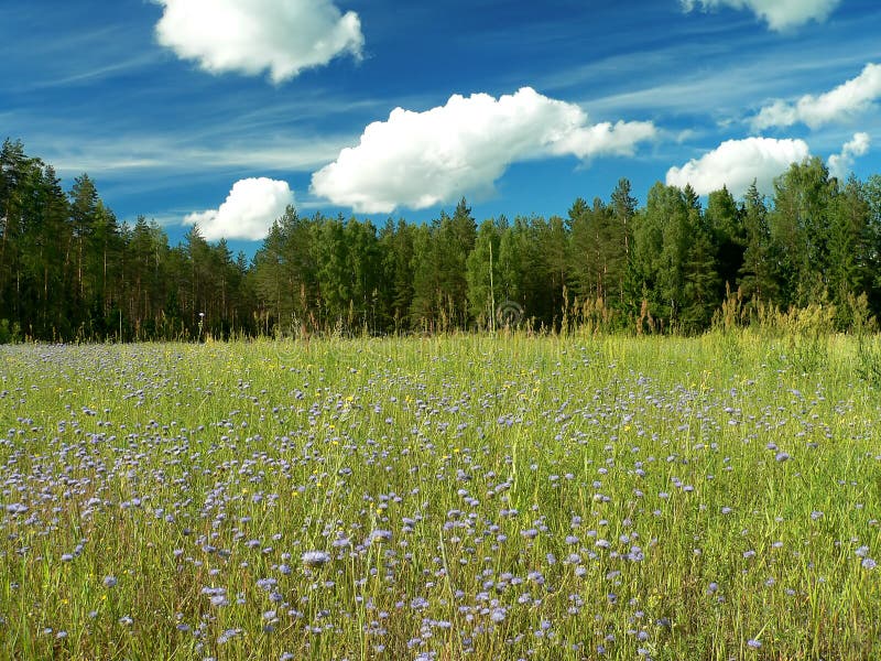 Field of blue flowers stock photo. Image of farmland, cloud - 1595244