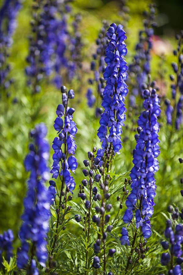 Field of Blue Flowers, Atlantic Ocean, Norway Stock Image - Image of ...