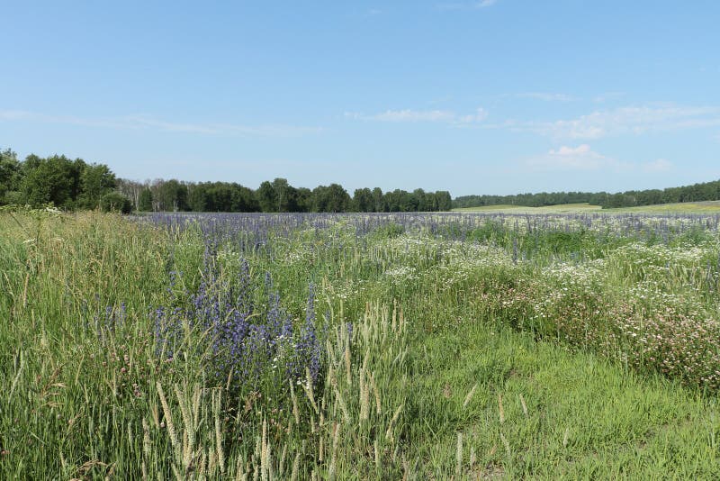Field with blue flowers stock photo. Image of raceme - 47579334