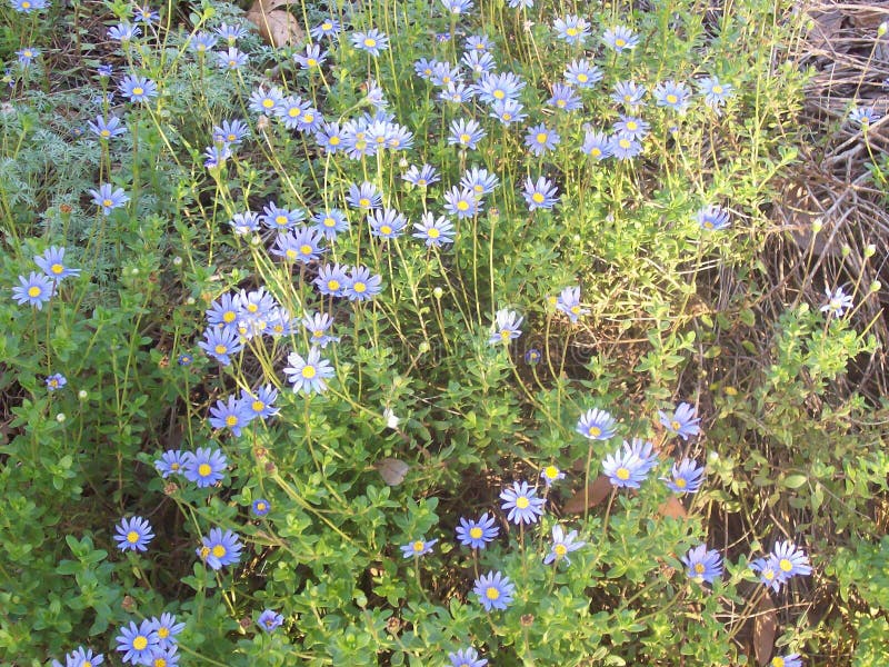 Field of Blue Flowers in Nature Photograph Stock Photo - Image of field ...