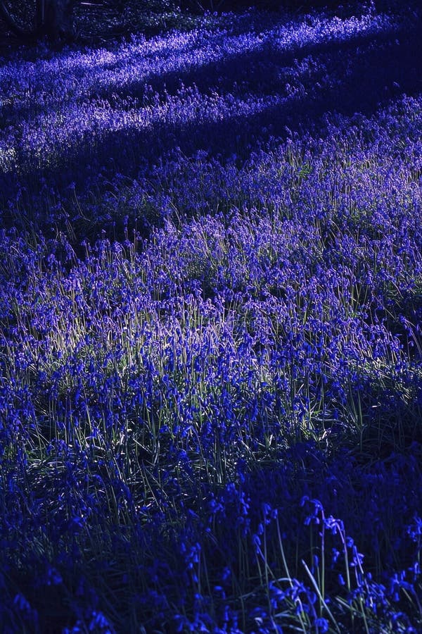 Field of Blue Flowers with the Sun Shining on Them Stock Photo - Image ...