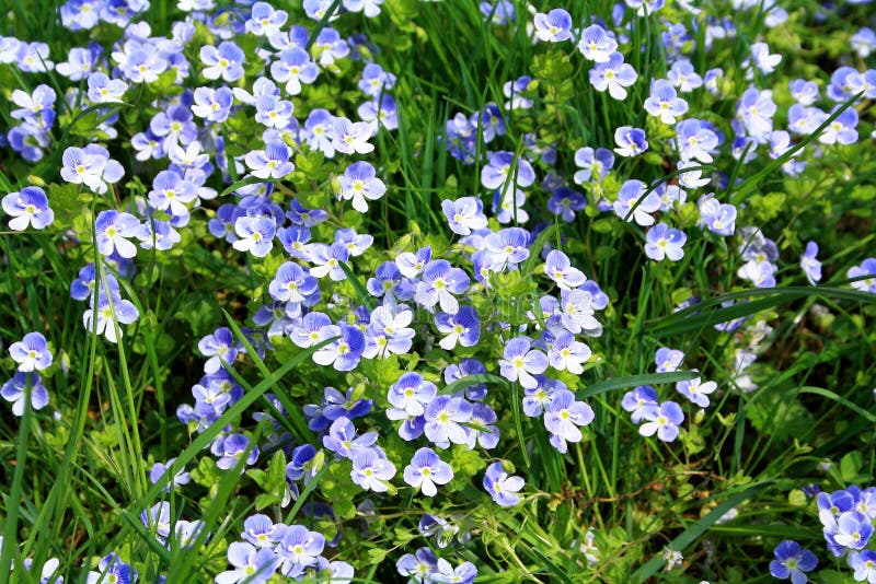 Field Forget-me-not stock photo. Image of botany, flora - 15256678