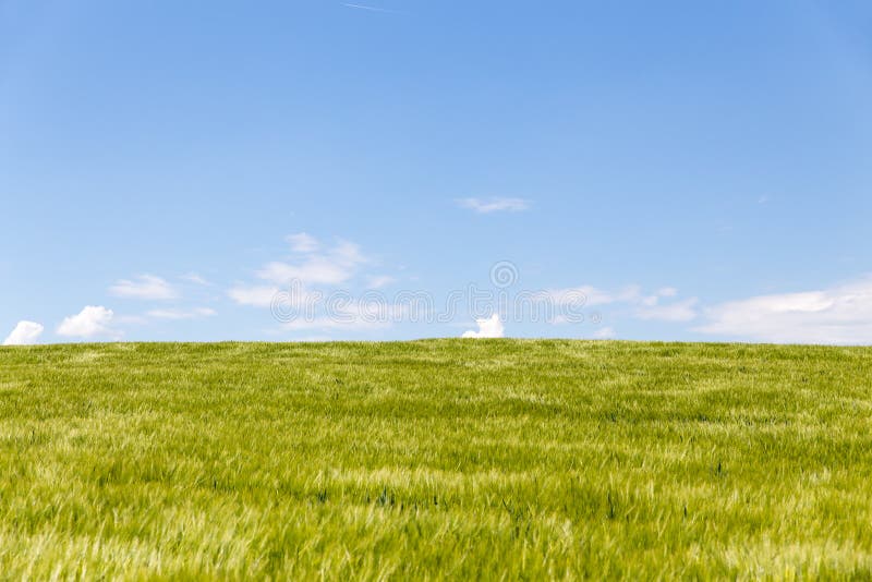 Field with Blue Horizon and Copy Space Stock Image - Image of nature ...