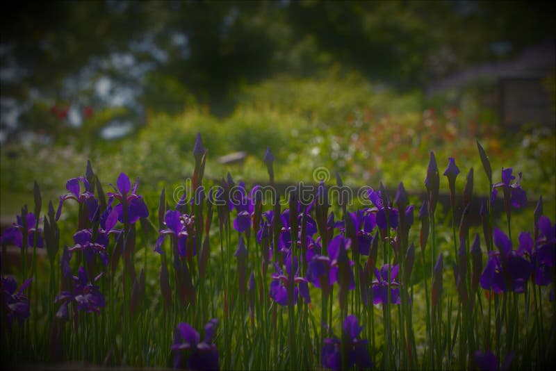 Field of Blue Iris Flowers in the Morning Stock Image - Image of ...