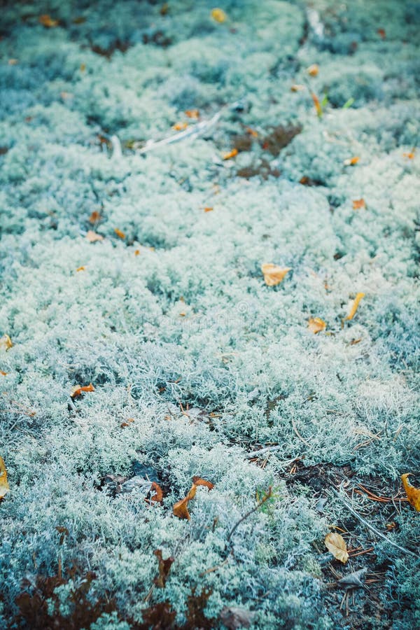 The Field of a Blue Moss with Orange Leaves Stock Image - Image of ...