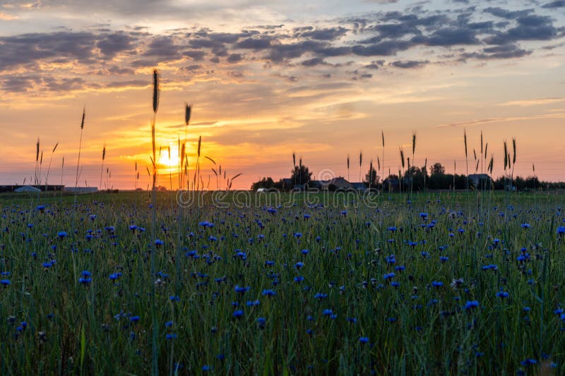 A Field of Blue Rye Flowers at Sunset Stock Image - Image of tower ...