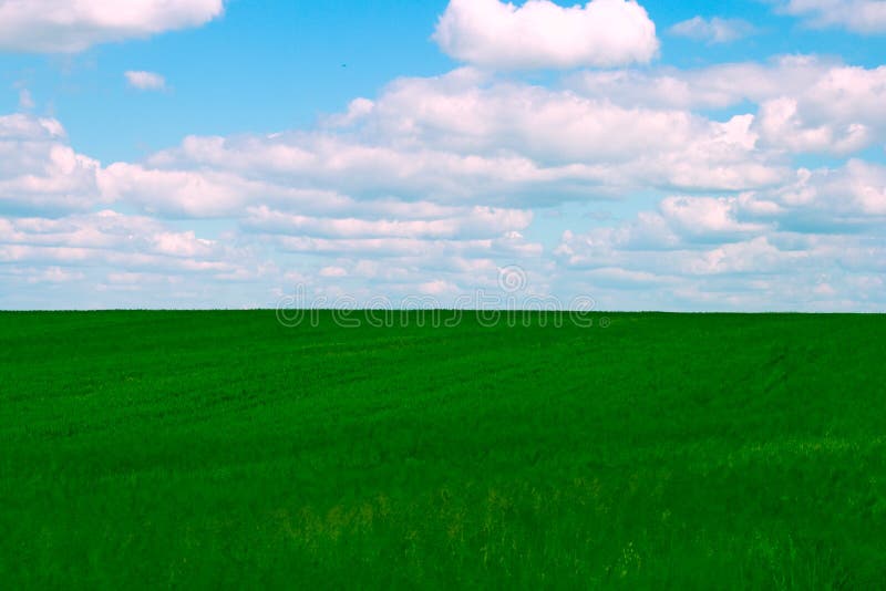 Field And Blue Sky Picture. Image: 8164938