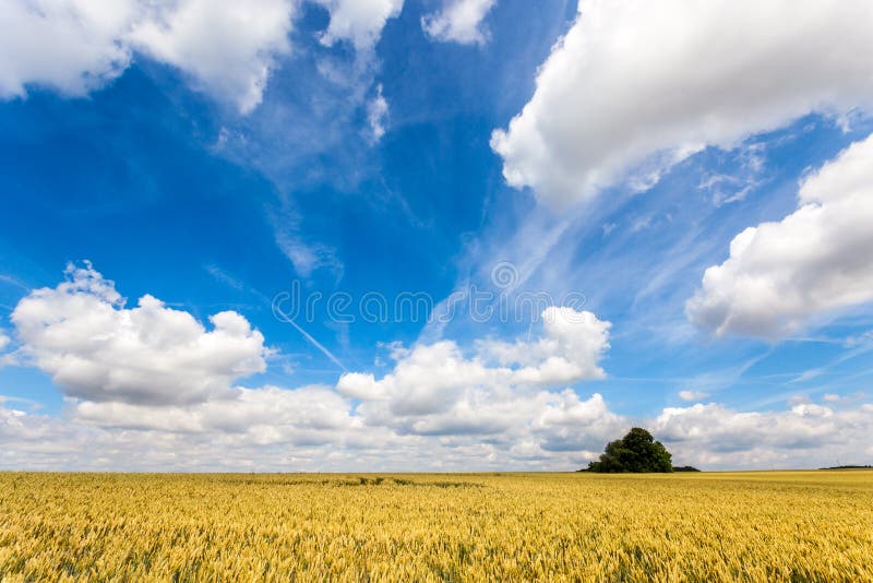 Field with a blue sky stock image. Image of trees, weeds - 42312191