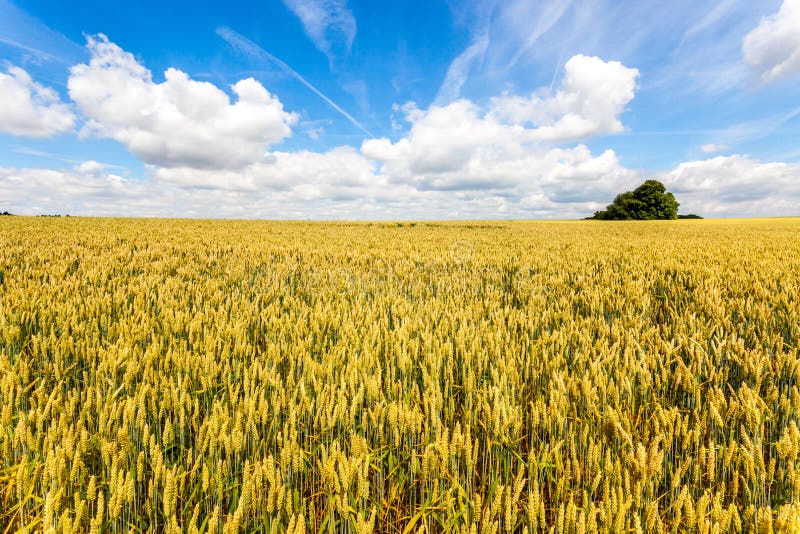 Field with a blue sky stock image. Image of tree, seed - 42312345