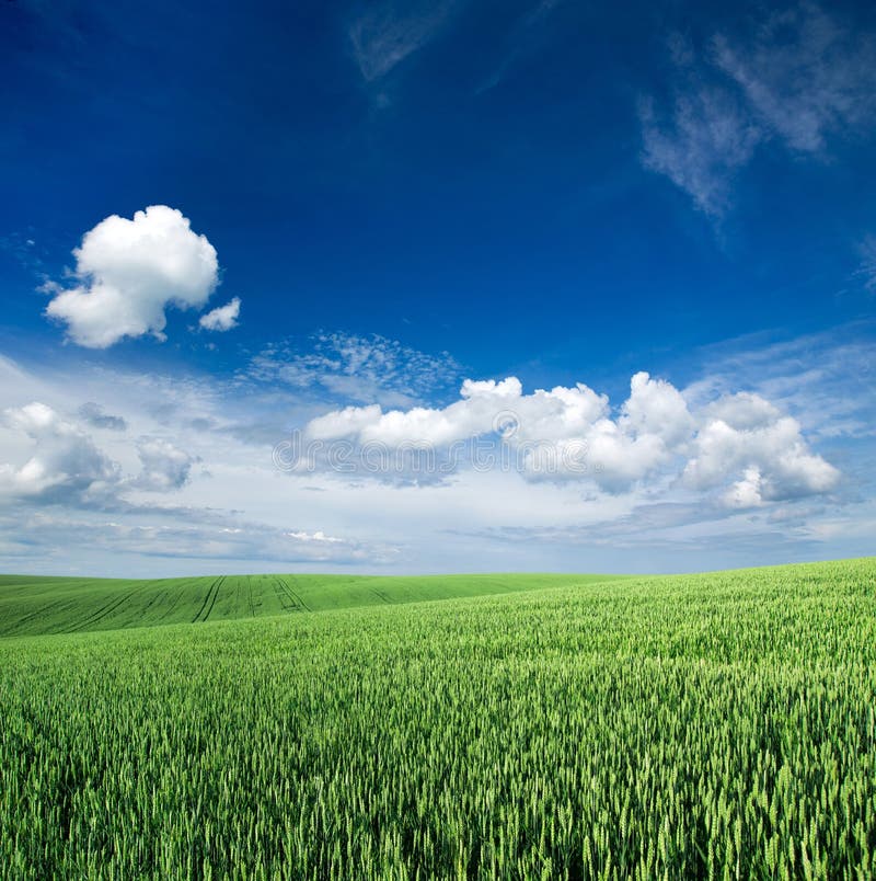 Field and blue sky stock photo. Image of field, countryside - 262729836
