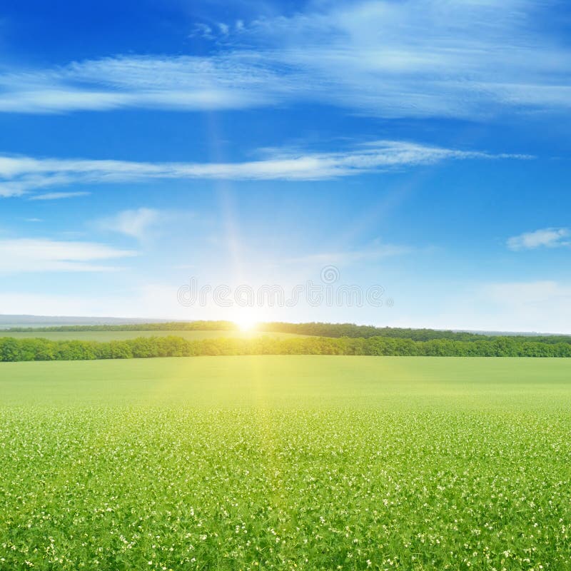 Field and blue sky stock photo. Image of horizon, light - 50728802