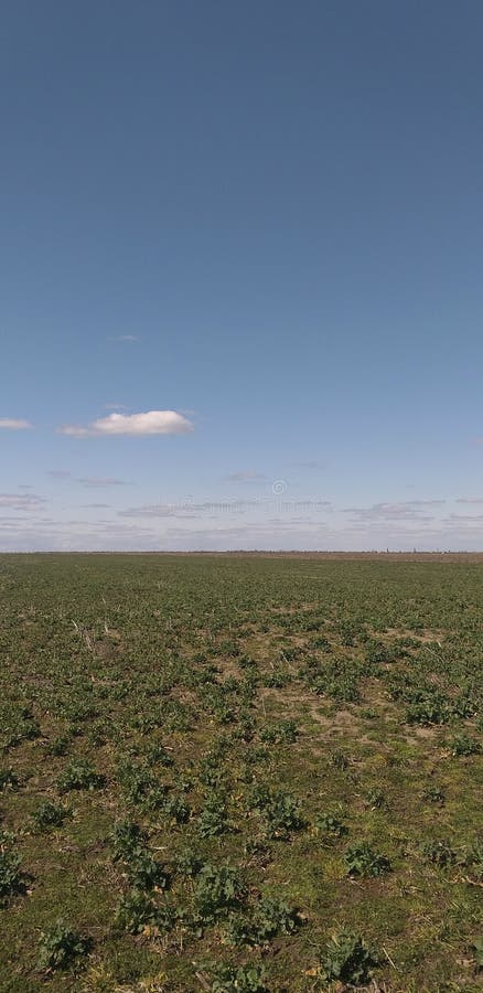 Field and a Blue Sky with Small White Clouds: Horizontal Background ...