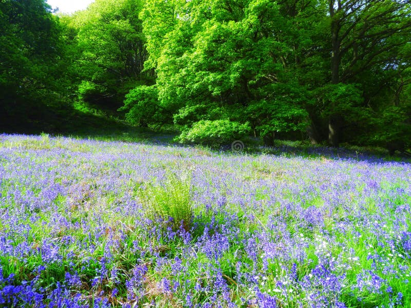 Bluebells stock image. Image of hyacinth, harebell, bells - 140335