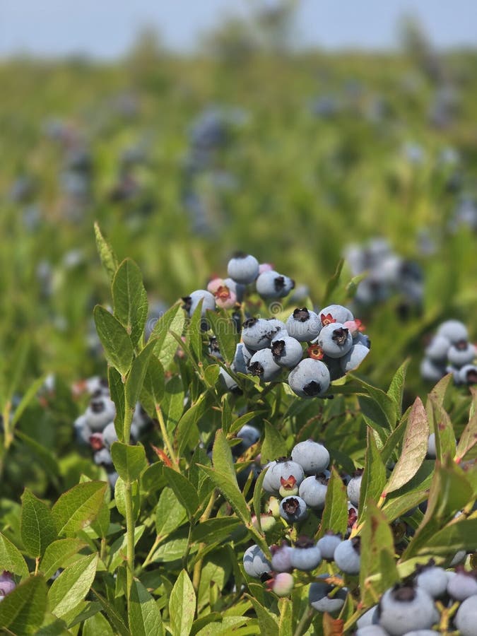 Field of blueberries. stock image. Image of field, growing - 340406715