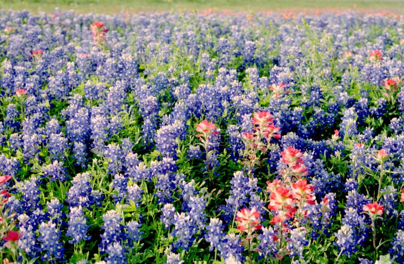 Field of Bluebonnets stock photo. Image of bluebonnet, background - 631026