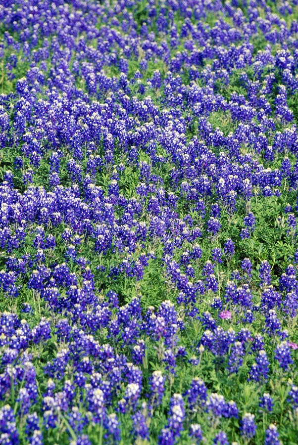 Field of Bluebonnets in Bloom Spring Willow City Loop Rd. TX Stock ...