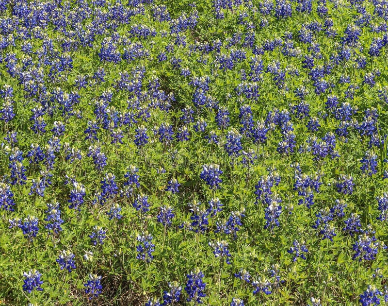 Field of Bluebonnets stock image. Image of country, field - 89168933