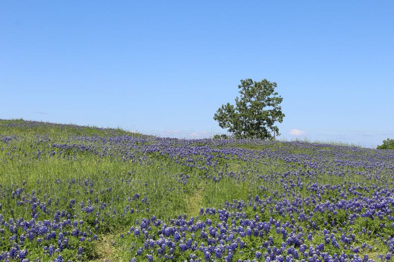 Field of Bluebonnets stock image. Image of tree, bluebonnets - 53173417