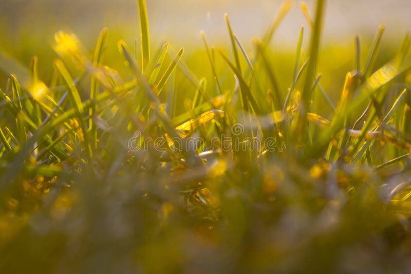 Field with bread stock image. Image of beautiful, field - 156775301