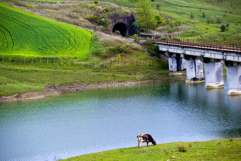 Field Bridge and Lake with and a Cow Stock Photo - Image of growth ...