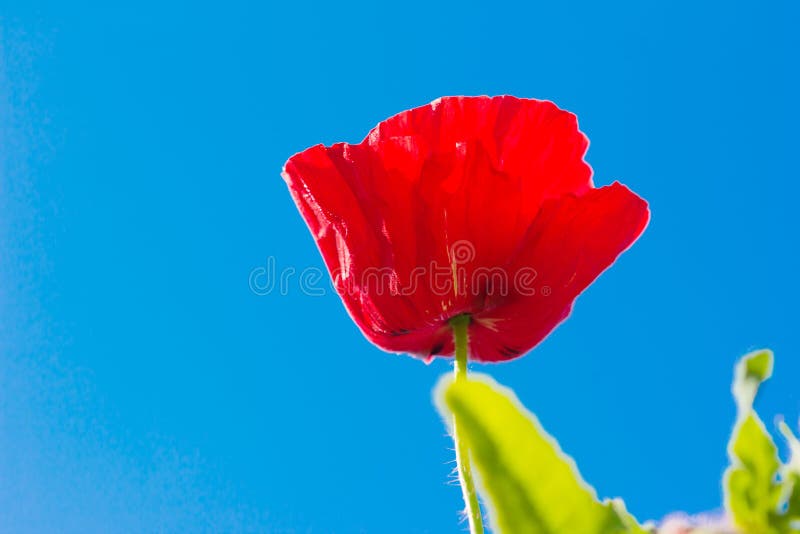 Field of Bright Red Corn Poppy Stock Image - Image of beautiful ...