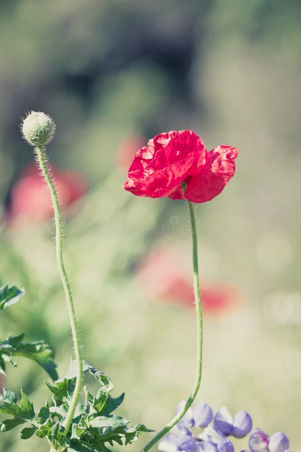 Field of Bright Red Corn Poppy Flowers Stock Photo - Image of beauty ...