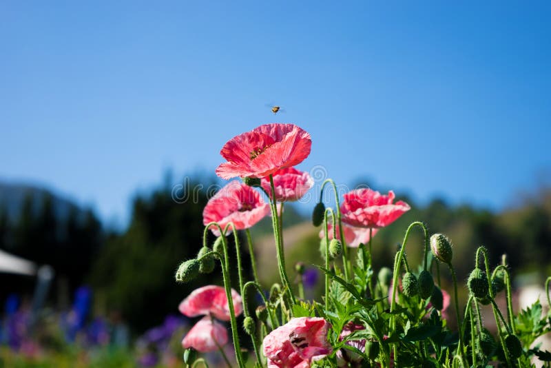Field of Bright Red Corn Poppy Flowers Stock Image - Image of plant ...