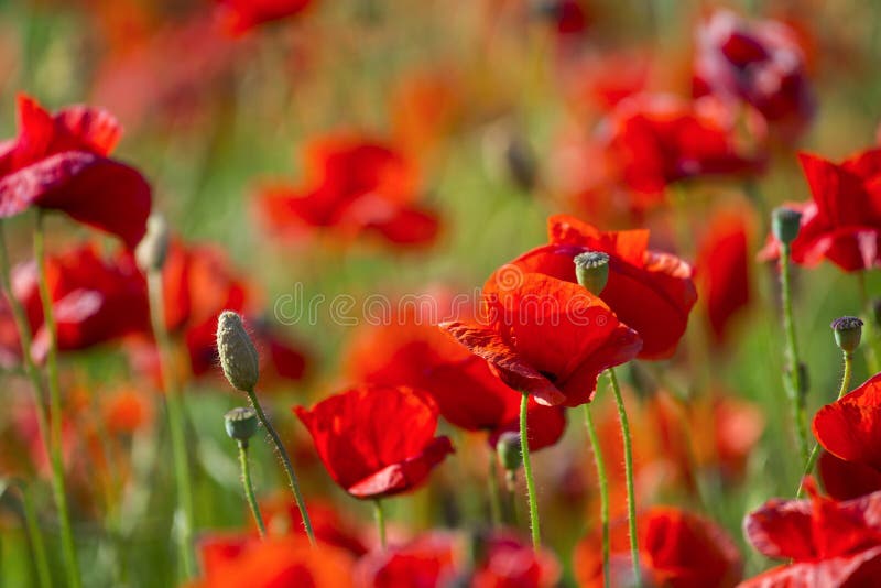 Field of Bright Red Corn Poppy Flowers in Summer Stock Image - Image of ...