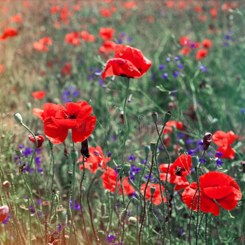Field of Bright Red Corn Poppy Flowers Stock Photo - Image of bloom ...