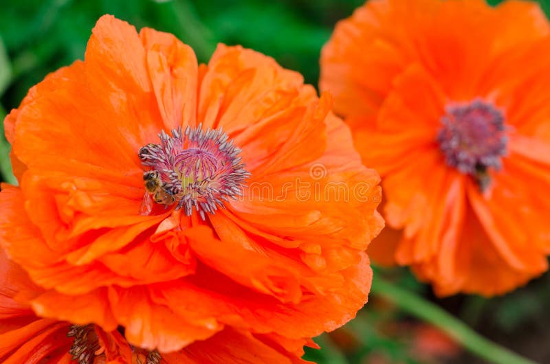 Field of Bright Red Corn Poppy Flowers in Summer Stock Photo - Image of ...