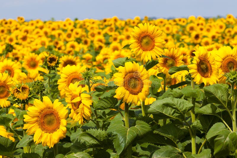 Field of Bright Sunflowers stock image. Image of flowers - 63654799