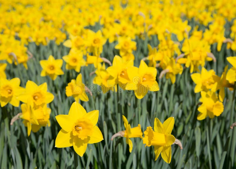 Field of Bright Yellow Daffodils Stock Image - Image of landscape ...