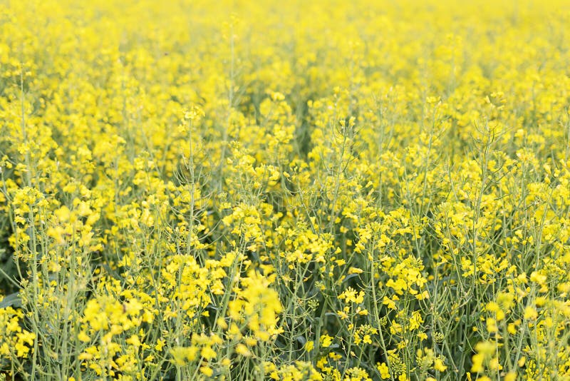 Rap Oil Stock Photos - Free & Royalty-Free Stock Photos from Dreamstime